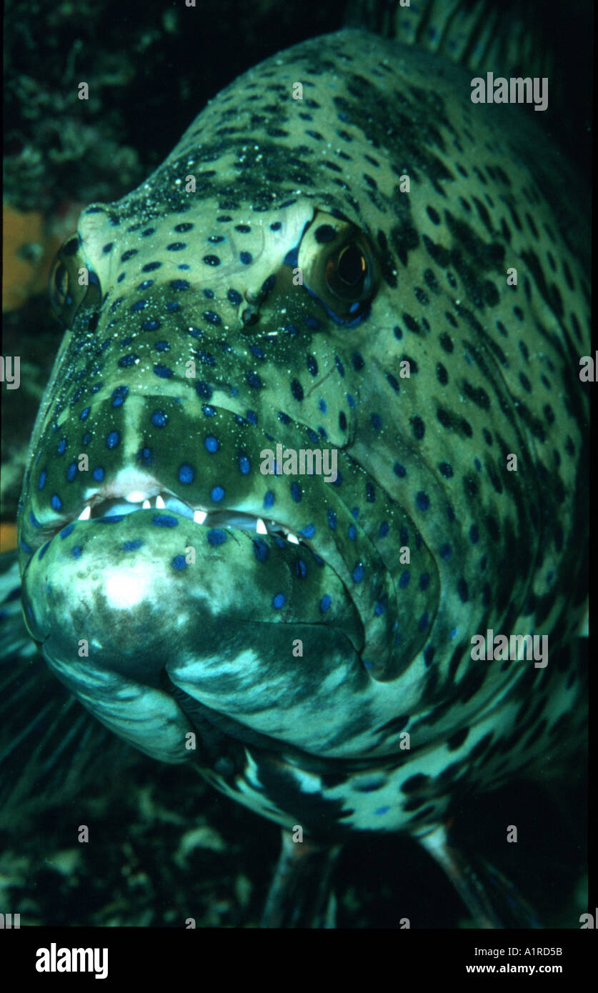 Leopard grouper fish hi-res stock photography and images - Alamy
