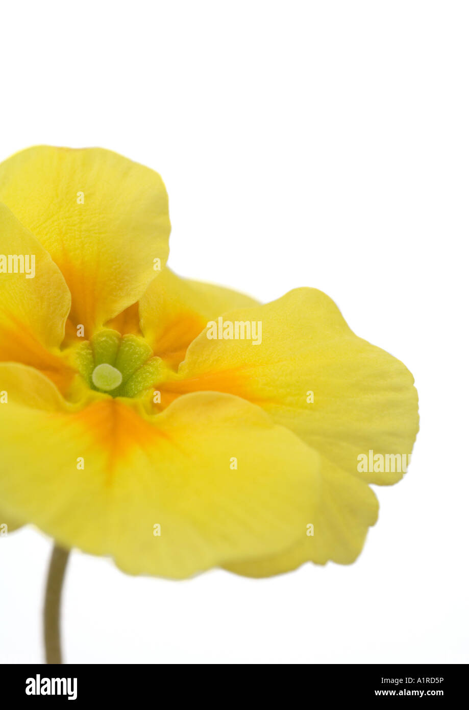 Primroses flowerhead hi-res stock photography and images - Alamy