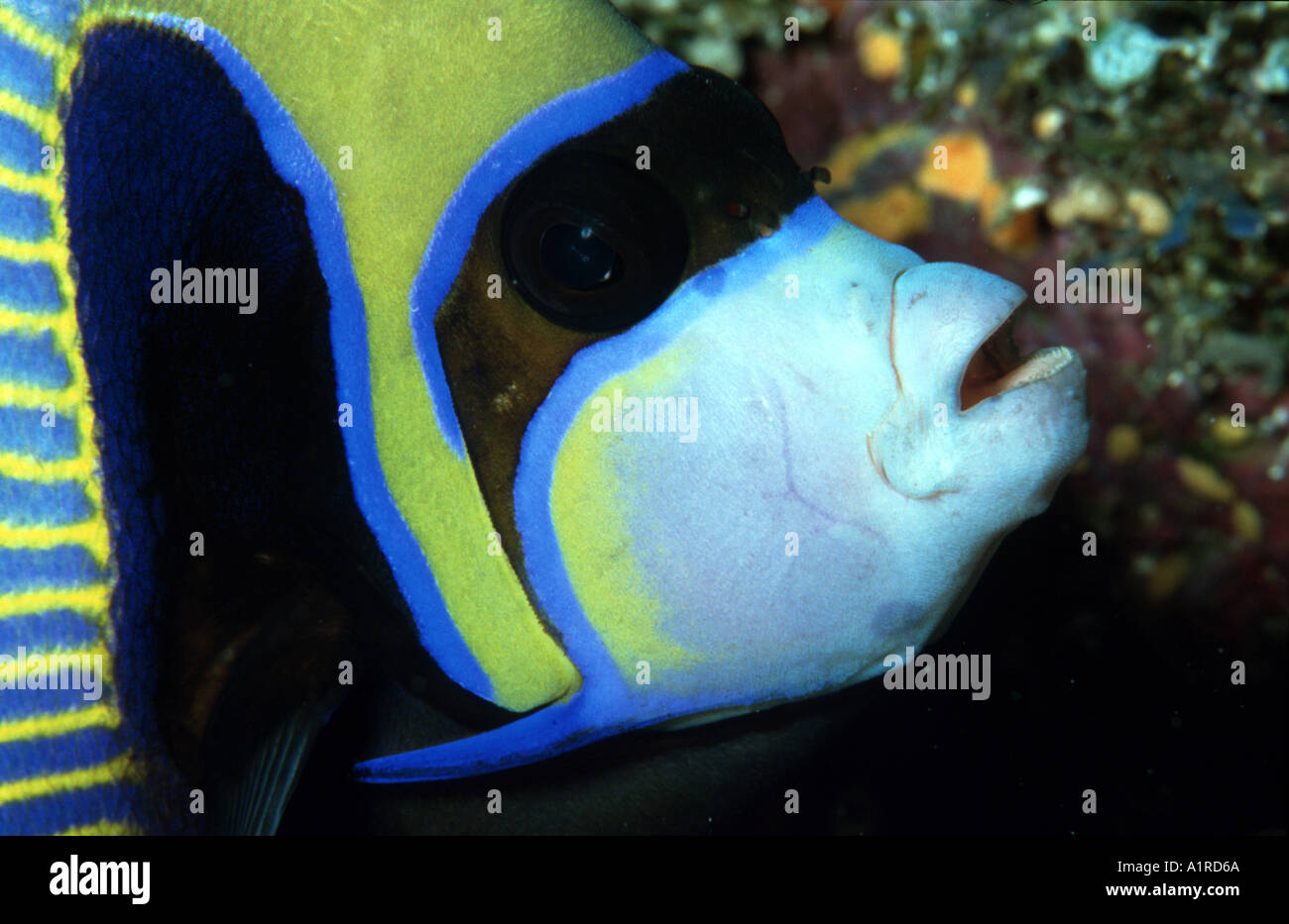 Imperator kaiserfisch pomacanthus imperator hi-res stock photography ...