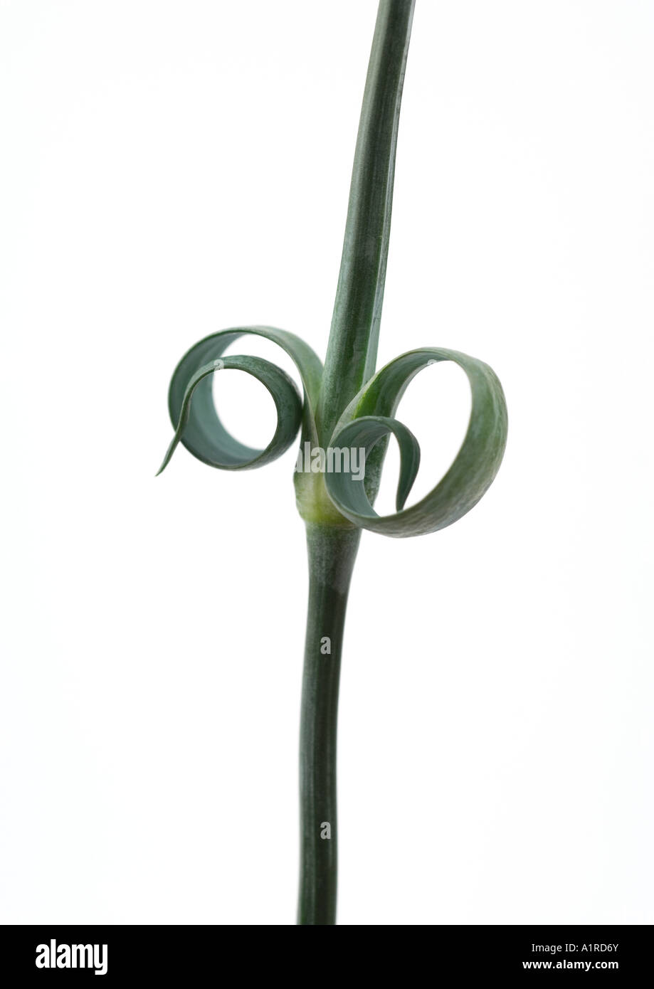 Curled sections hi-res stock photography and images - Alamy