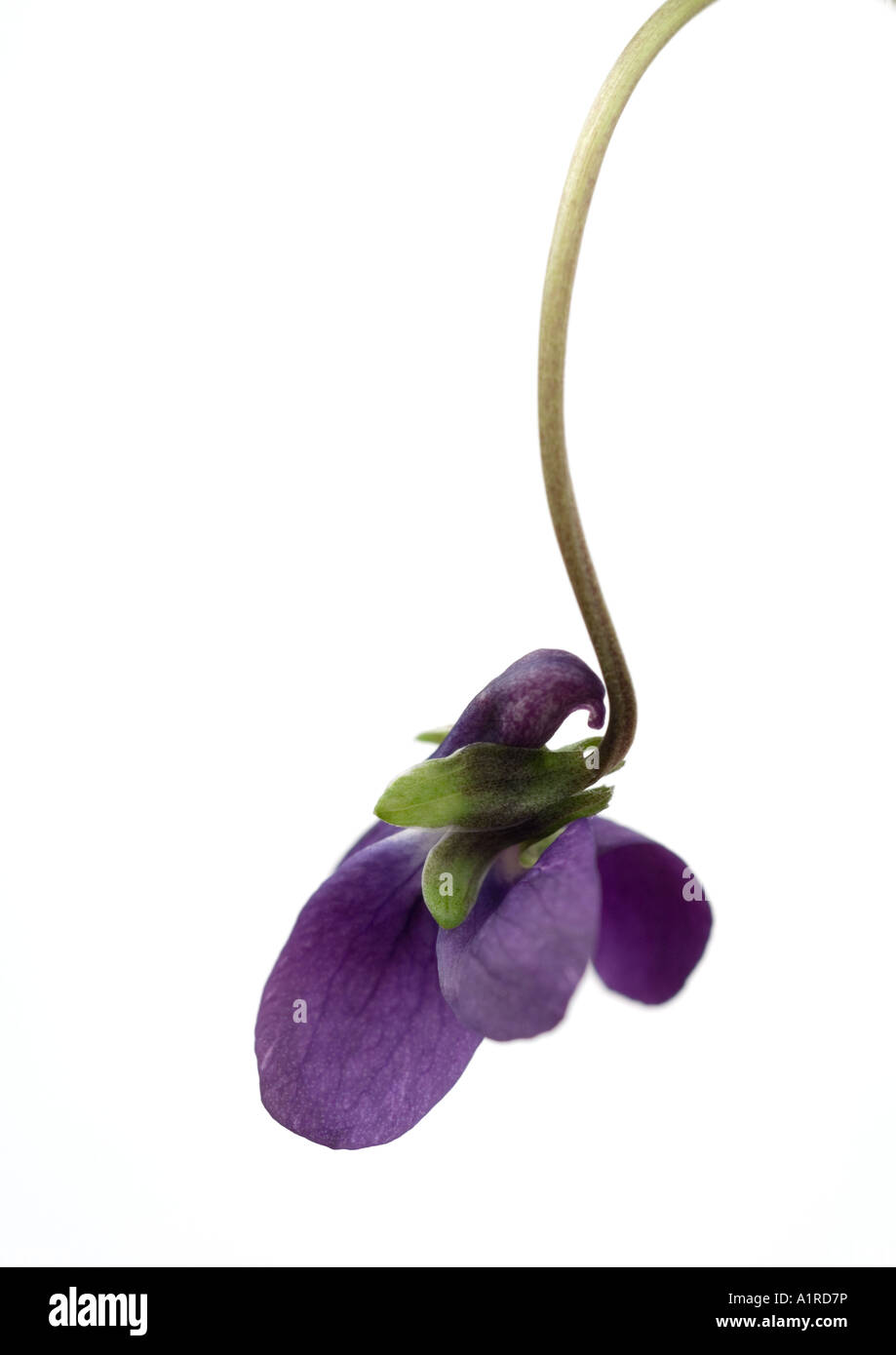 Images of violets hi-res stock photography and images - Alamy