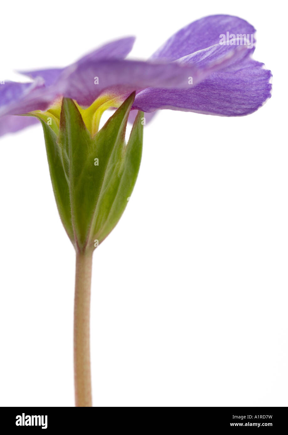 Purples Cut Out Stock Images & Pictures - Alamy