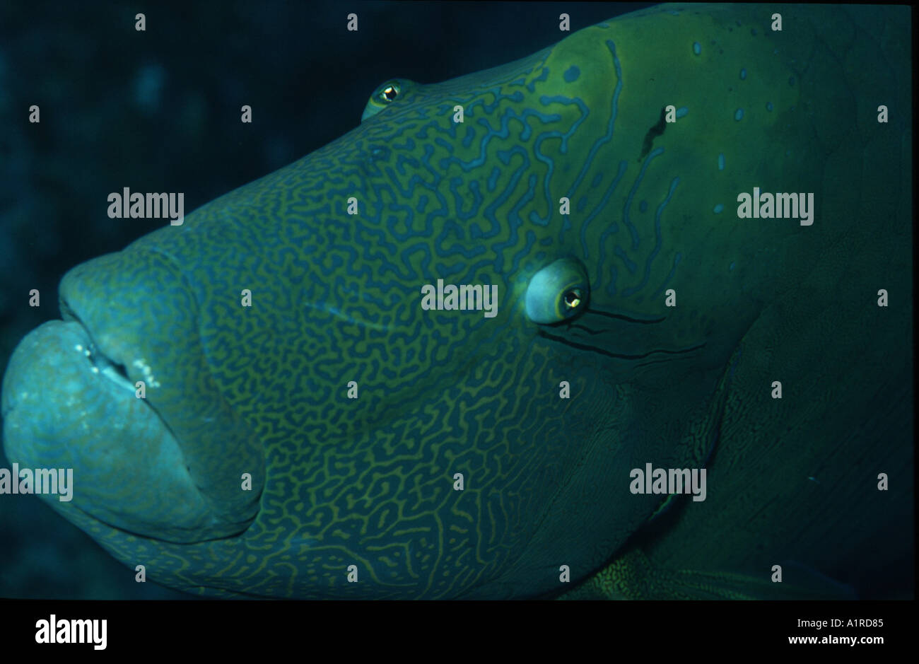 Napoleon Fisch High Resolution Stock Photography and Images - Alamy