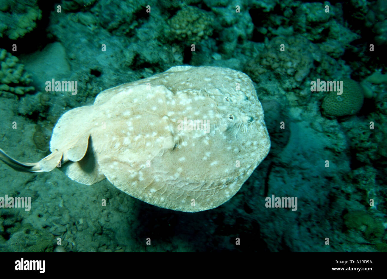 Zitterrochen hi-res stock photography and images - Alamy