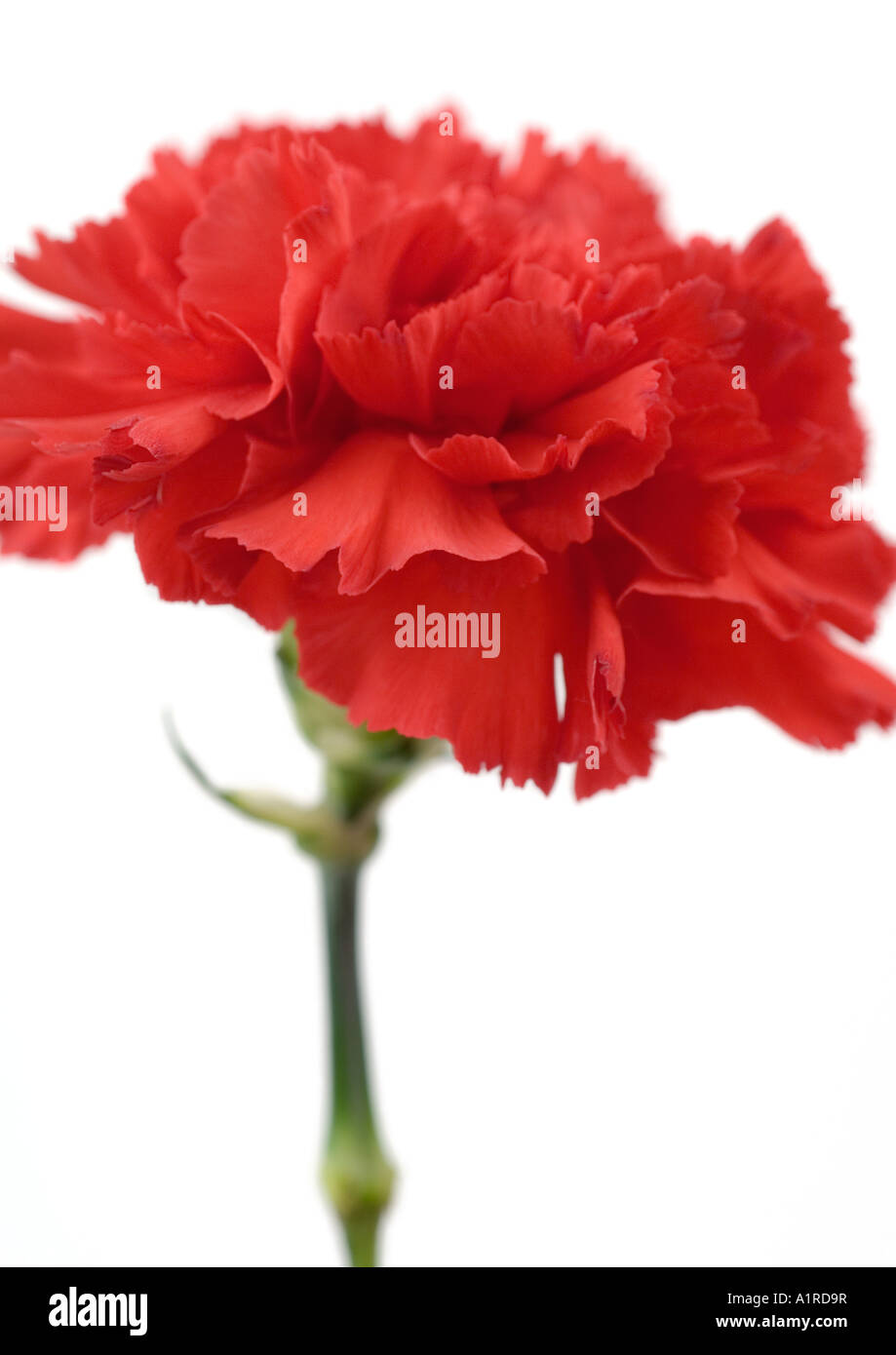 Carnation flower images hi-res stock photography and images - Alamy