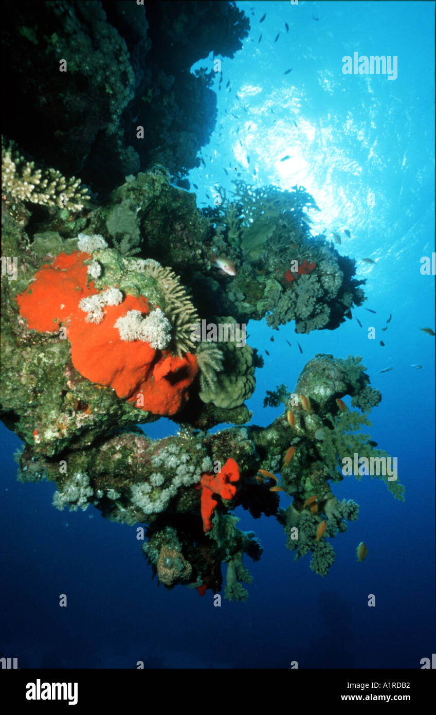 Red Sea panorama Rotes Meer Panorama Stock Photo - Alamy