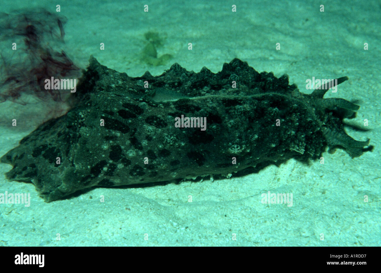 Black sea hare hi-res stock photography and images - Alamy