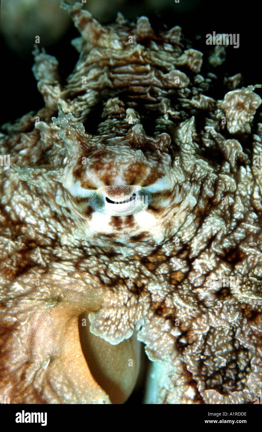 Long Arm Octopus High Resolution Stock Photography and Images - Alamy