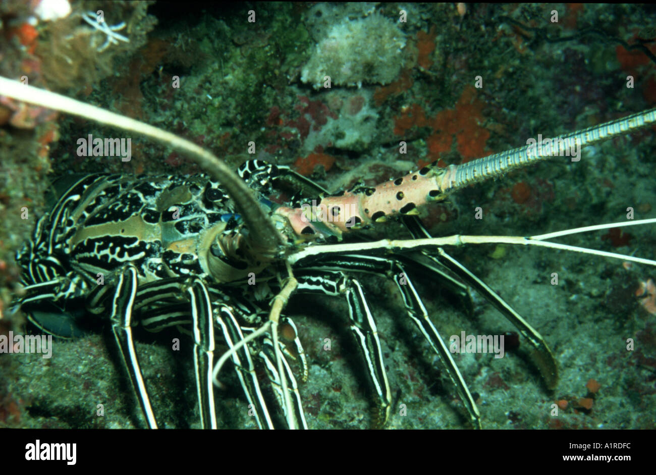 Languste hi-res stock photography and images - Alamy