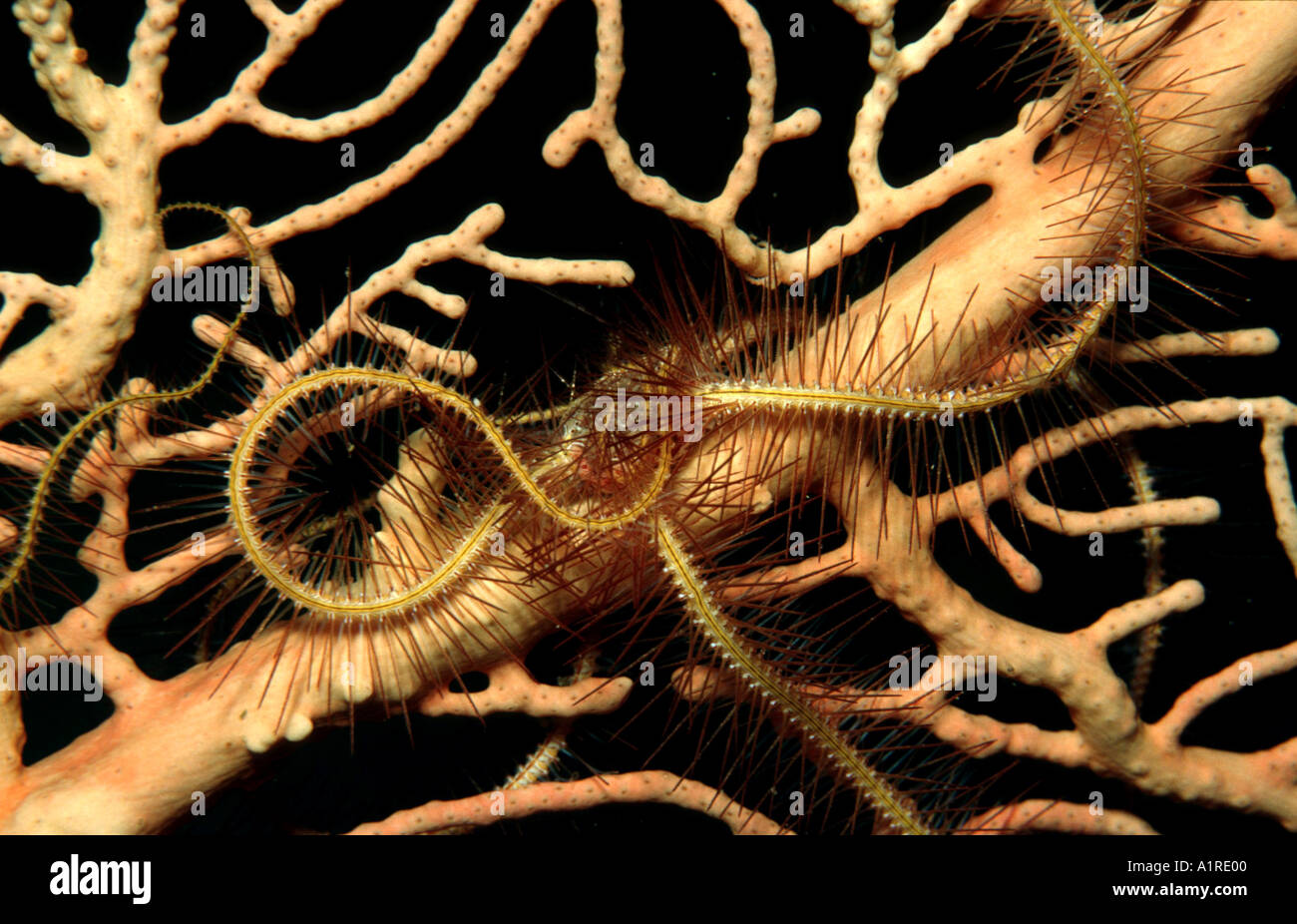 Ophiothrix purpurea hi-res stock photography and images - Alamy