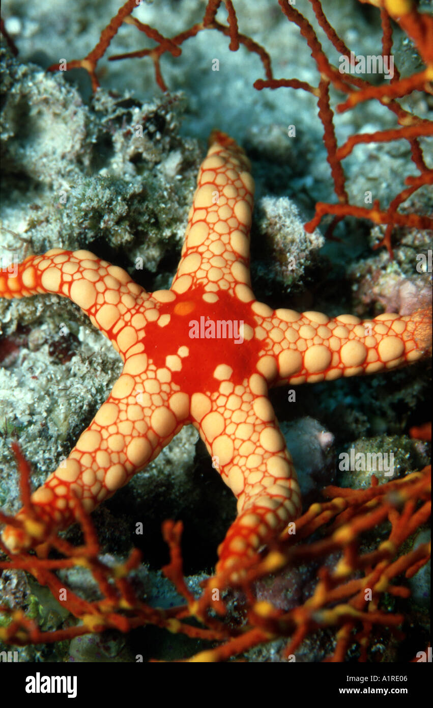 Fromia seestern hi-res stock photography and images - Alamy