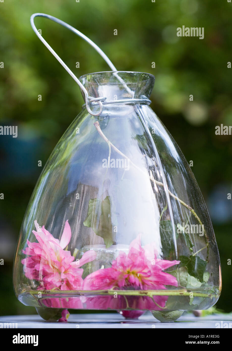 Flowers in lantern Stock Photo - Alamy