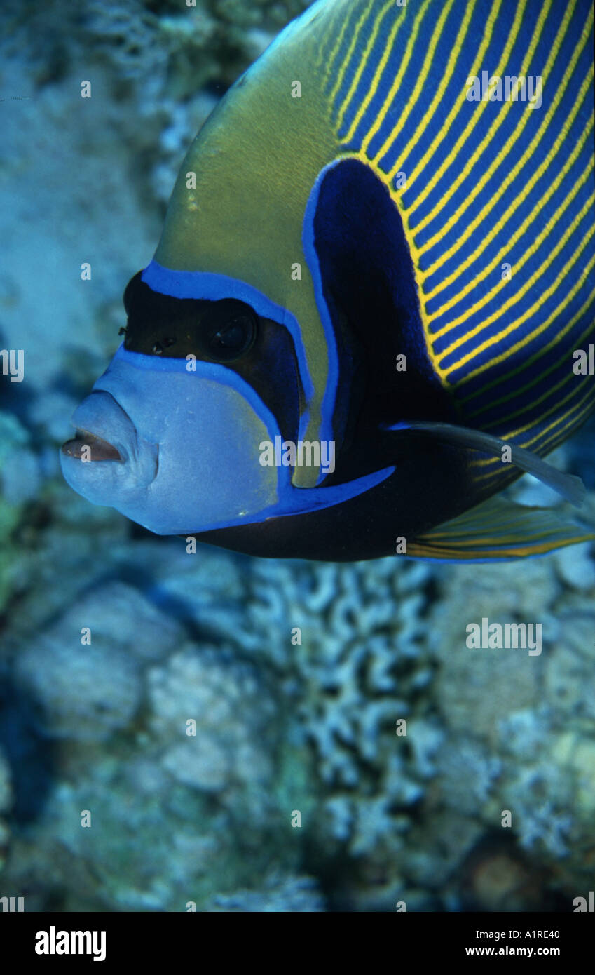 Imperator kaiserfisch pomacanthus imperator hi-res stock photography ...