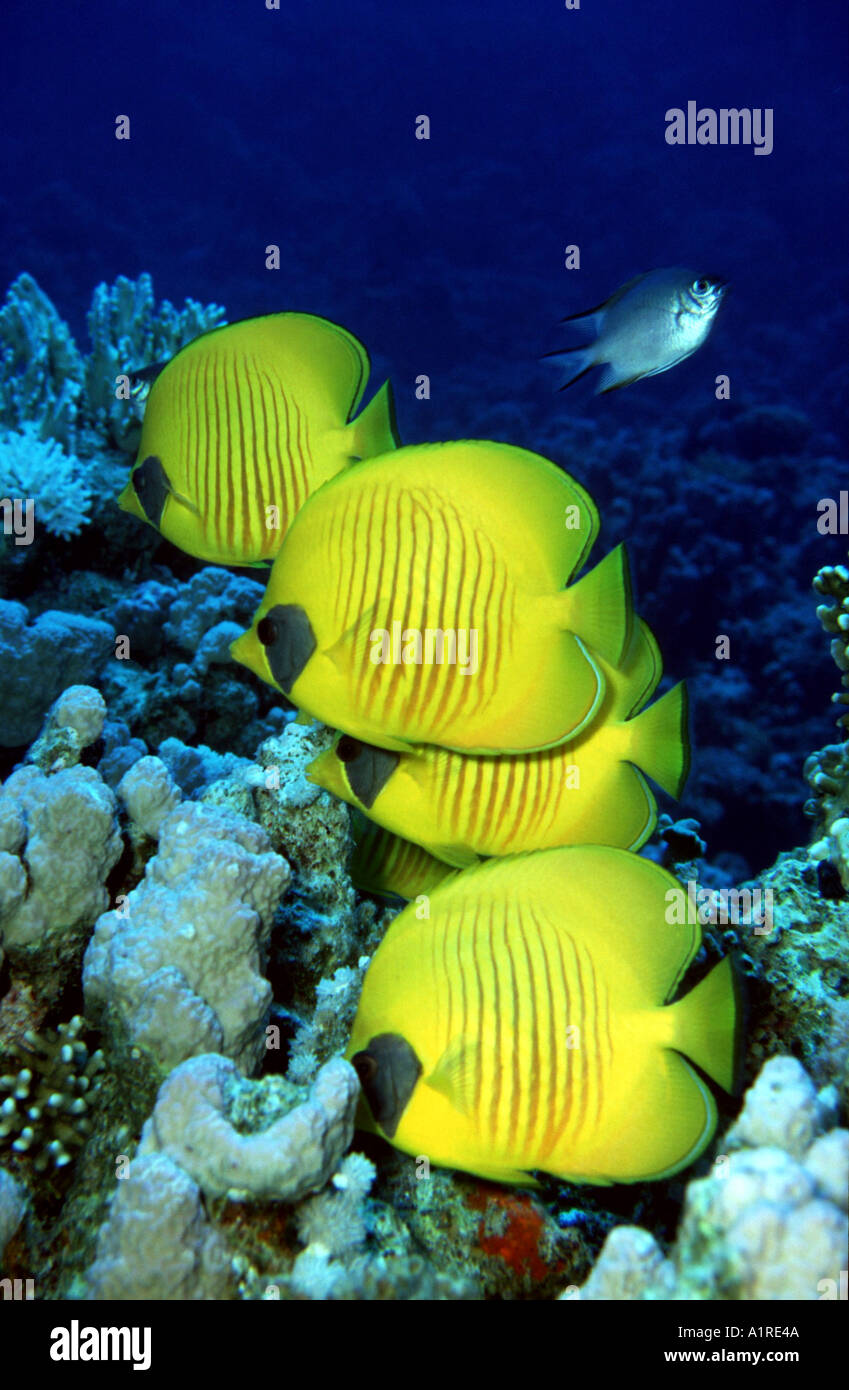Semilarvantus hi-res stock photography and images - Alamy