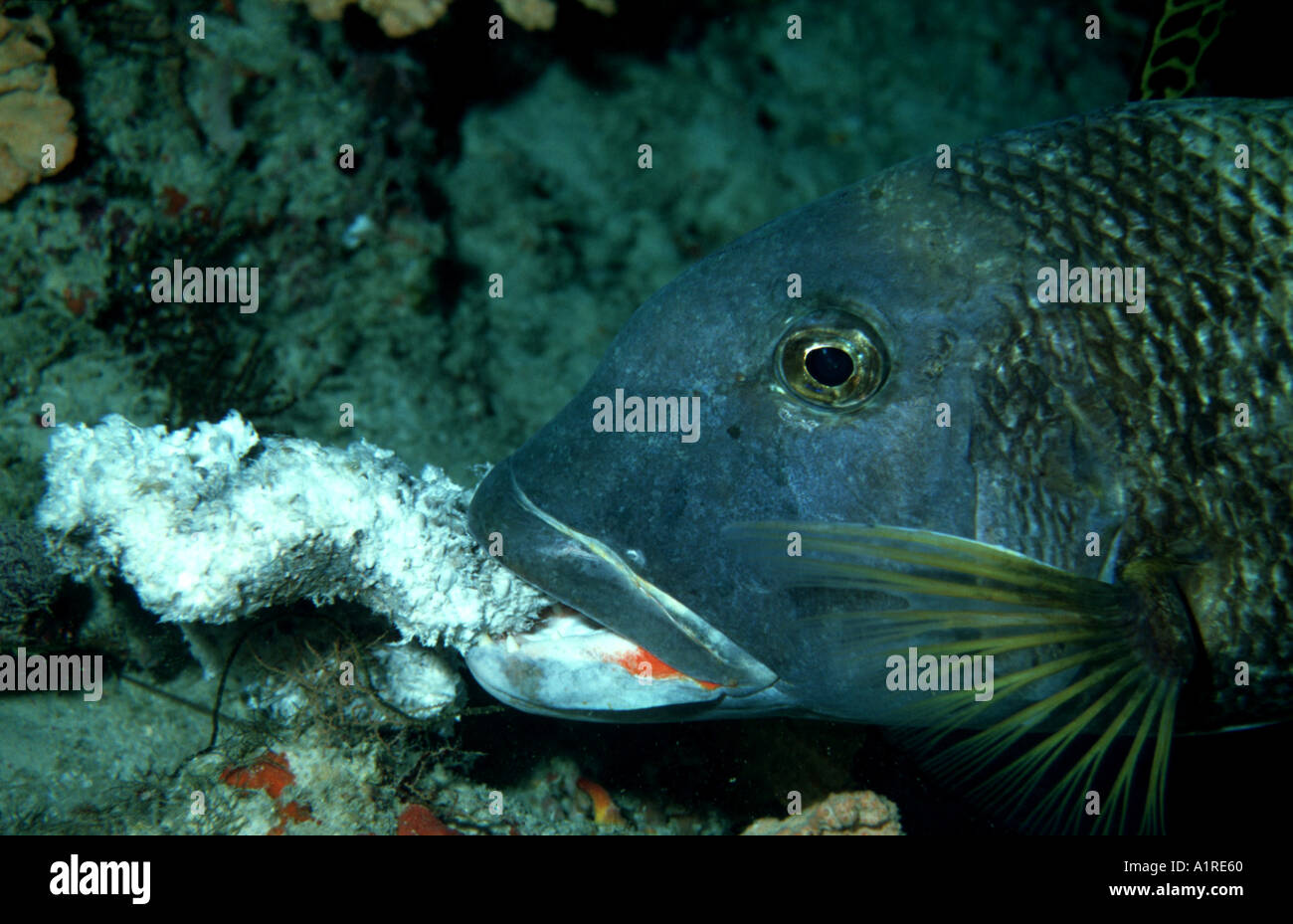 Yellowfin emperor hi-res stock photography and images - Alamy