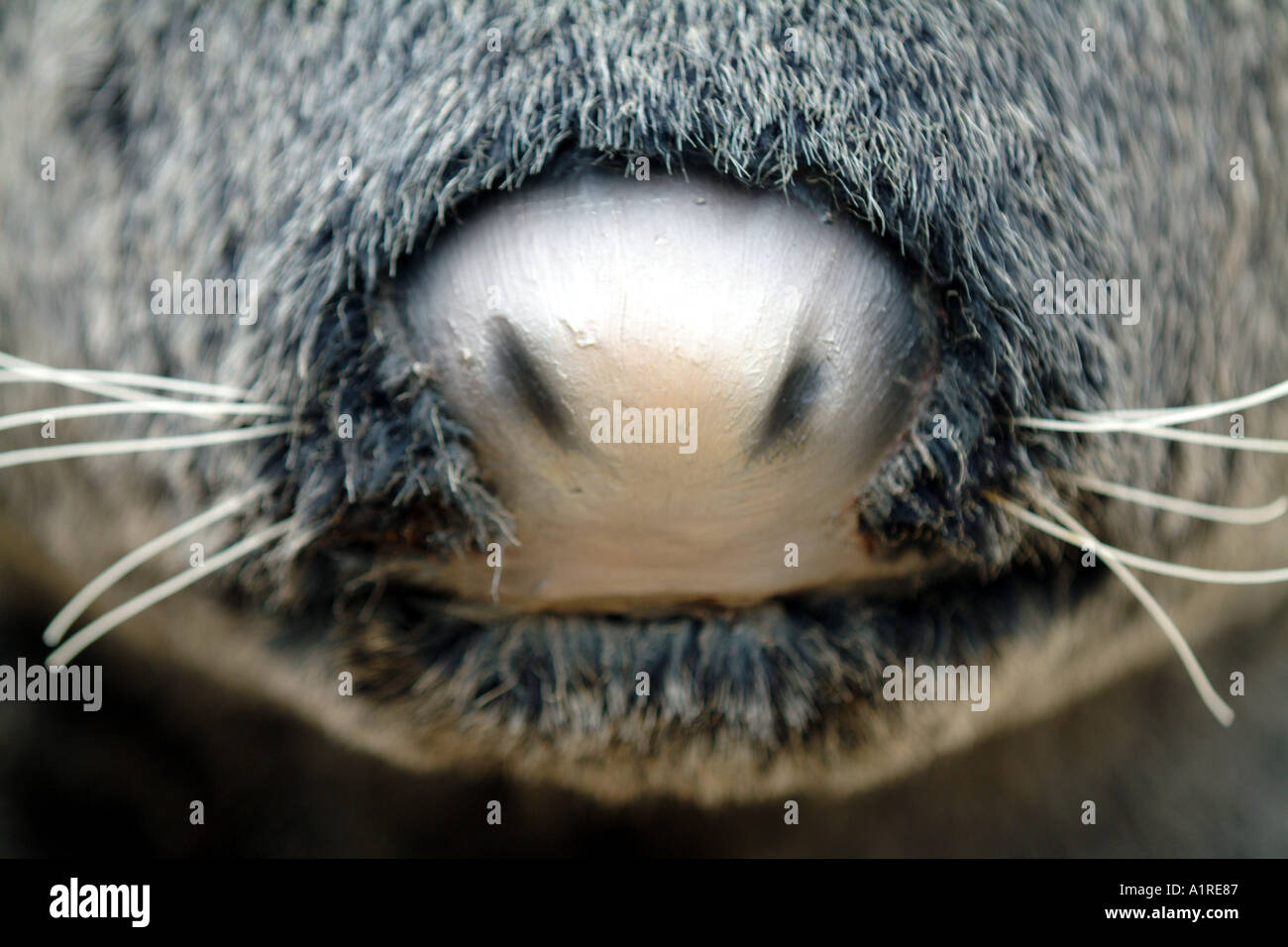 Rattus domesticus hi-res stock photography and images - Alamy