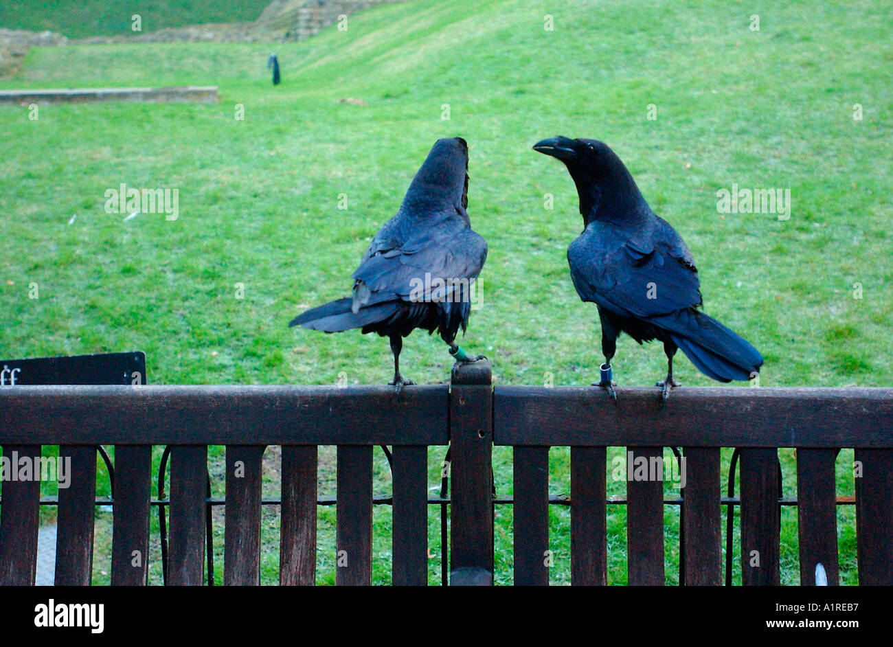 Tower Of London Beefeater Raven Stock Photos & Tower Of London ...