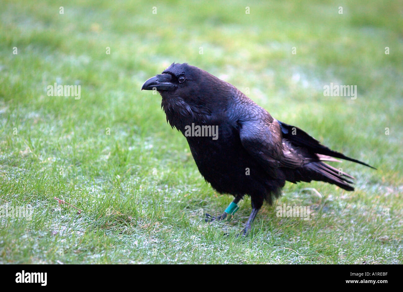 Reportage The Raven Master at the Tower of London United Kingdom Stock ...