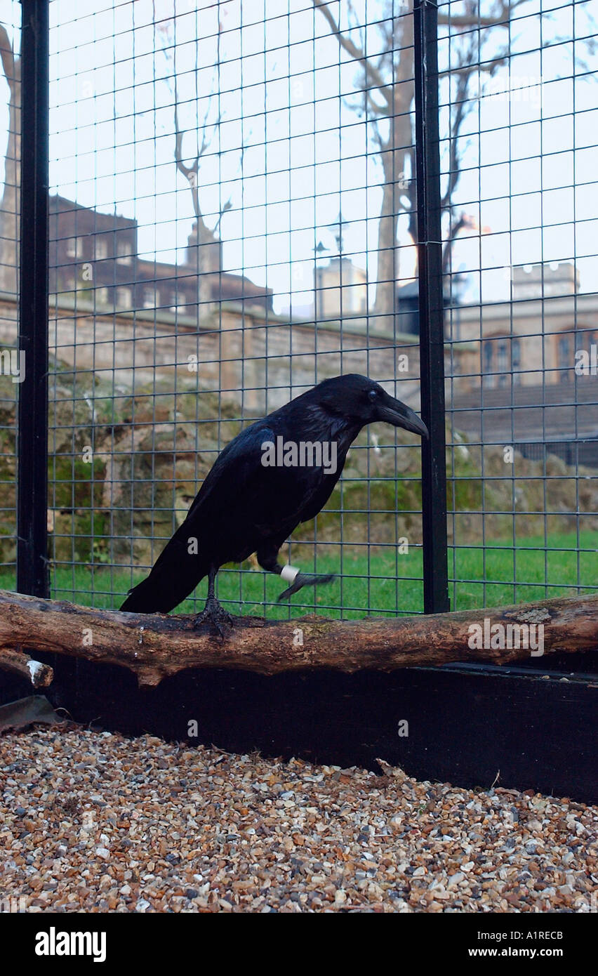 Ravens feeding uk hi-res stock photography and images - Alamy