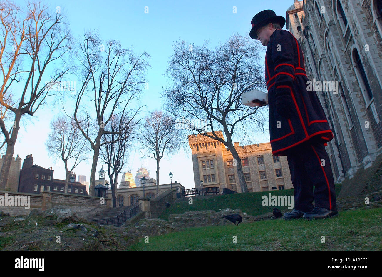 Reportage The Raven Master at the Tower of London United Kingdom Stock ...