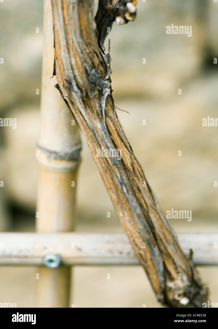 Vine growing along stake Stock Photo - Alamy