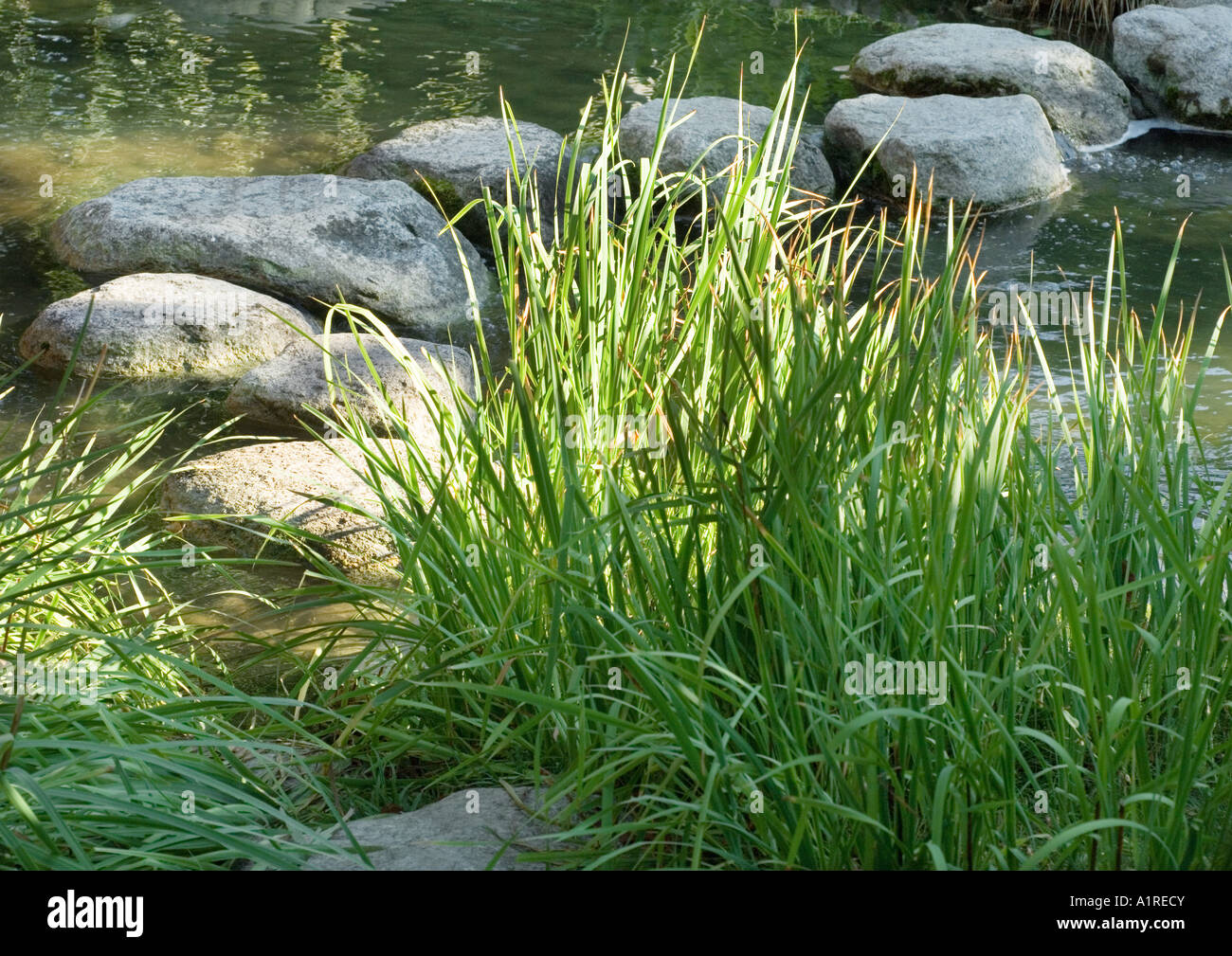 Stepping stones through stream Stock Photo - Alamy