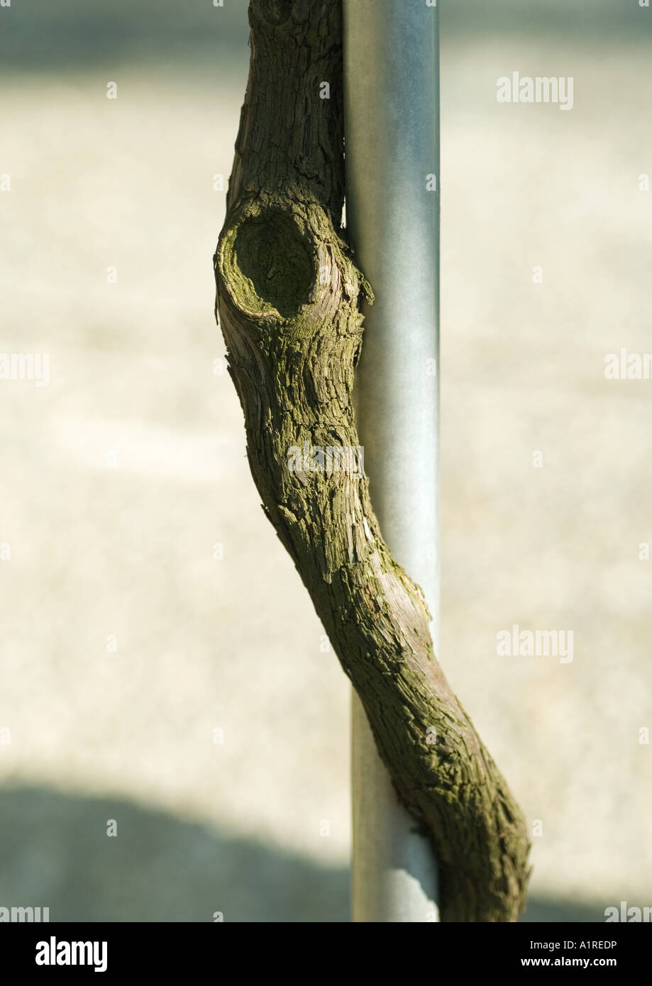 Stem growing along stake Stock Photo - Alamy