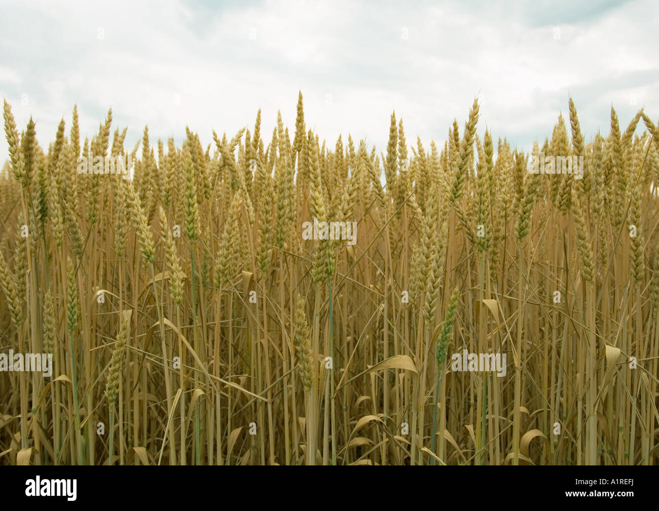 Grain Husk Stock Photos & Grain Husk Stock Images - Alamy