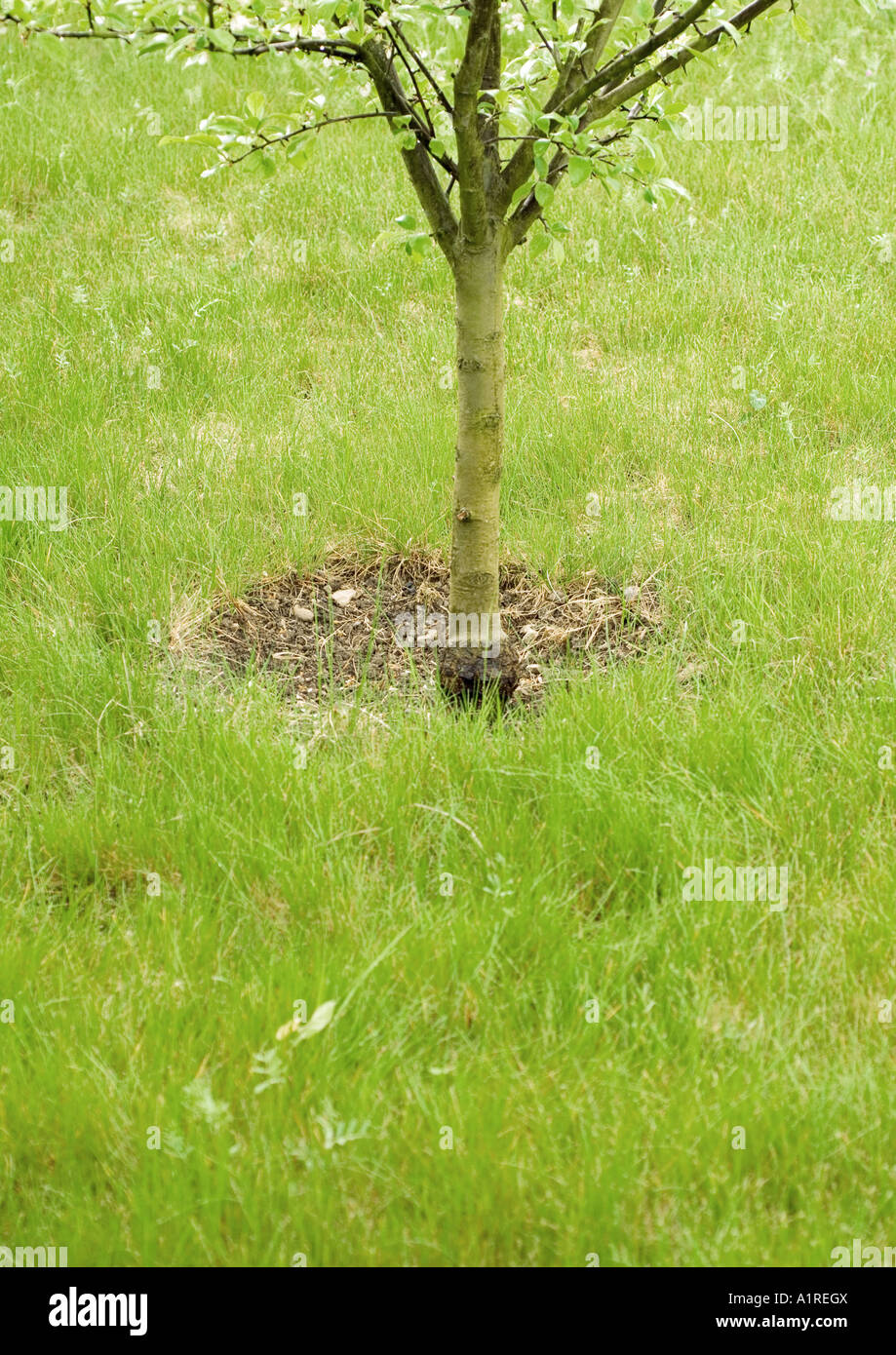 Single nature greenery tree lives hi-res stock photography and images ...
