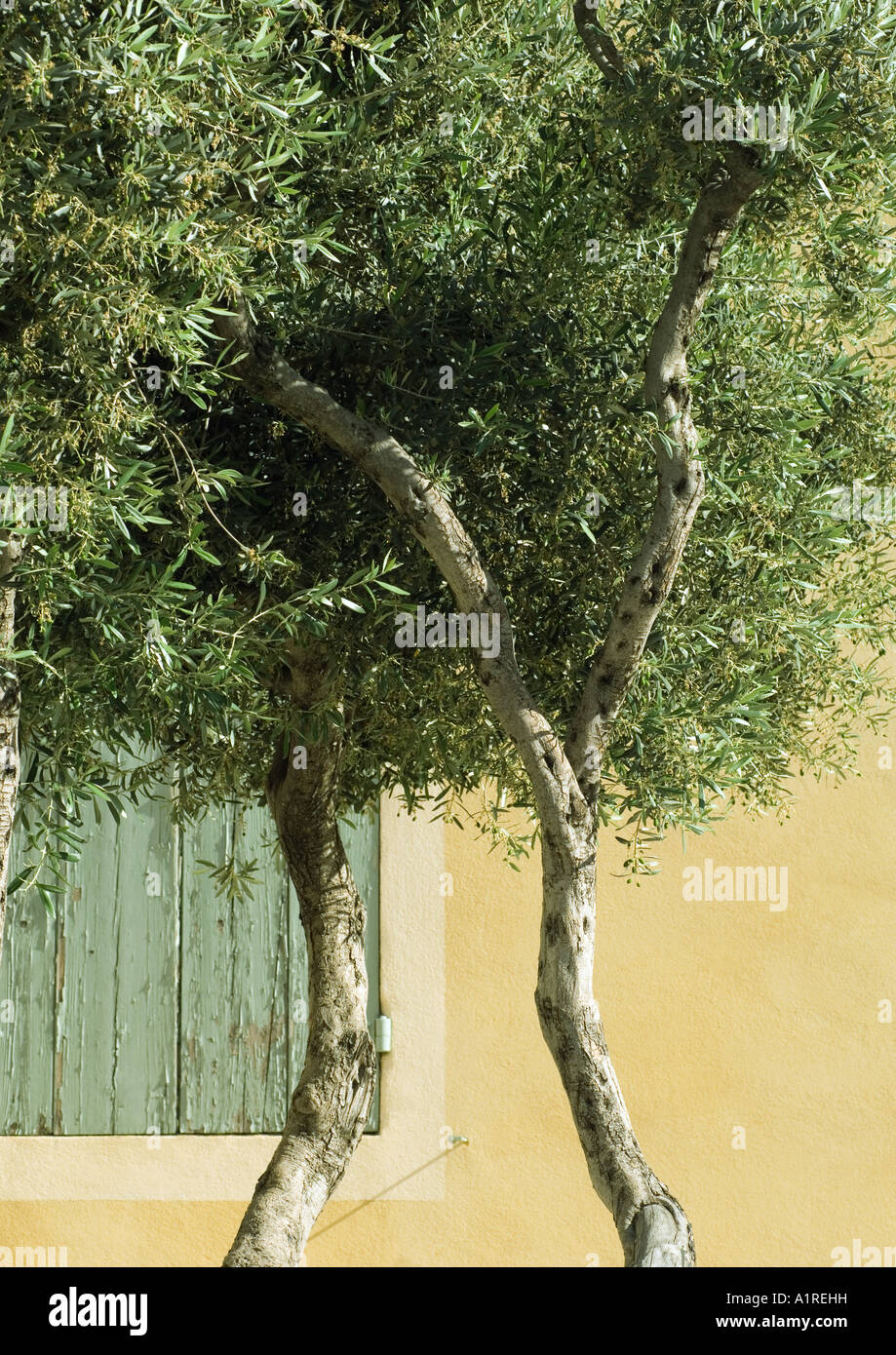 Olive trees low angle view hi-res stock photography and images - Alamy