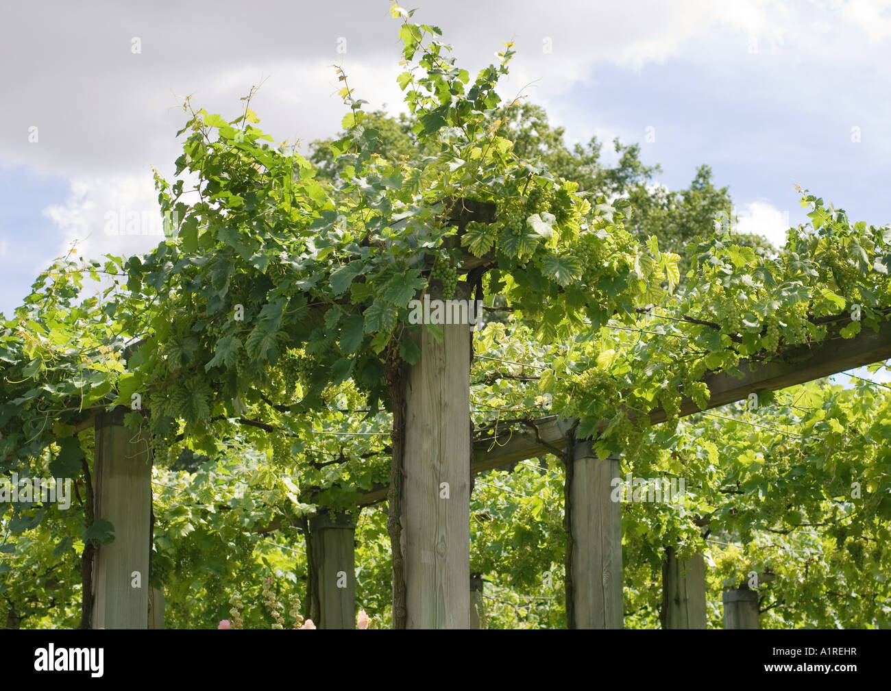 Leaves leaf vine wood post vineyard hi-res stock photography and images ...