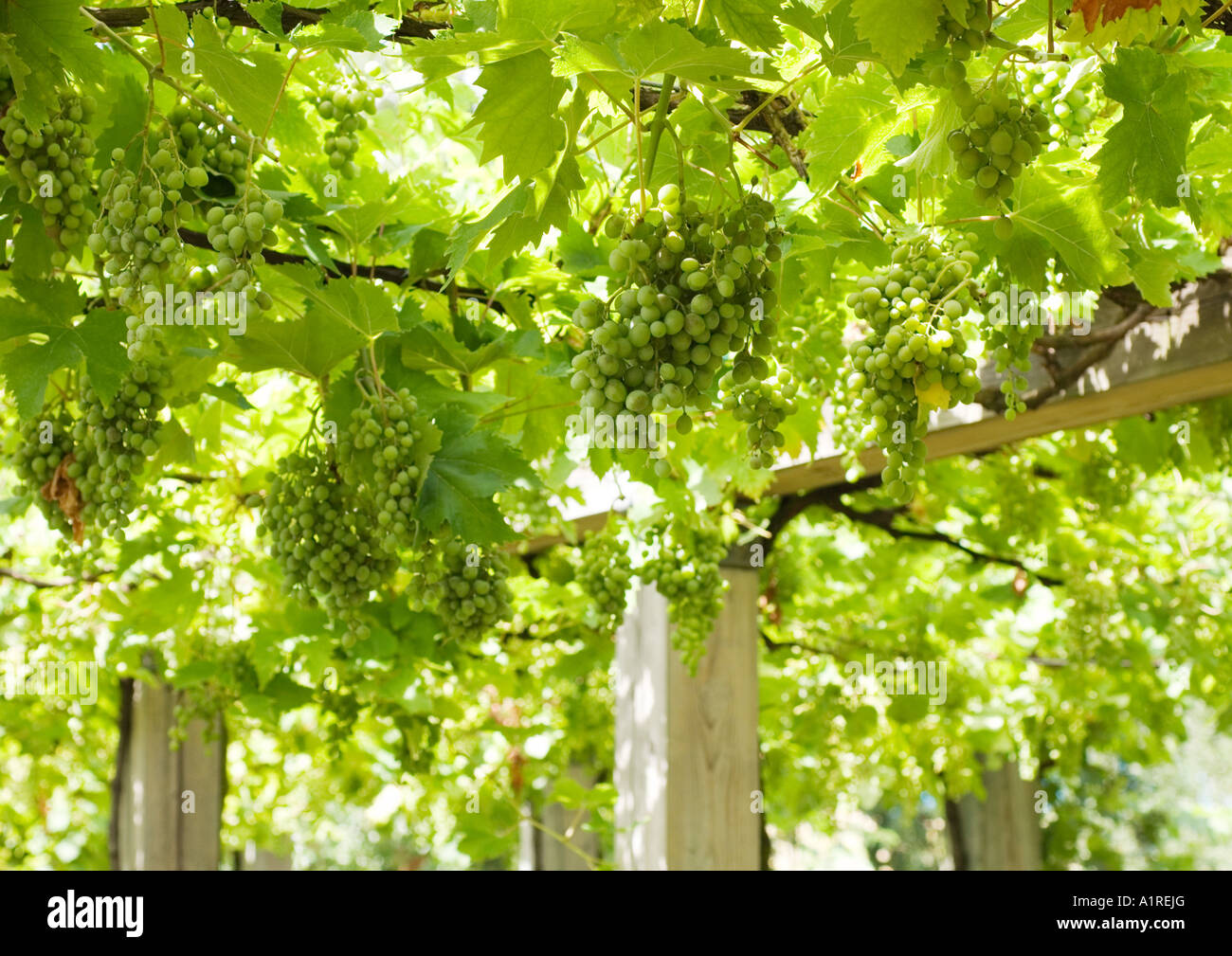 Grapes growing on grapevines Stock Photo - Alamy