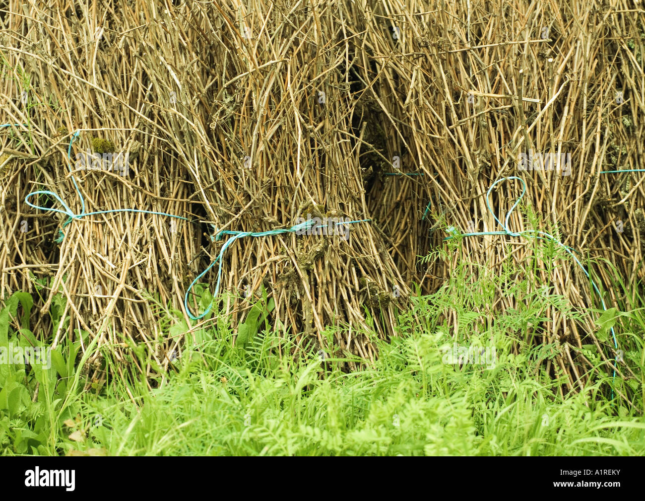 Bundles of straw Stock Photo - Alamy
