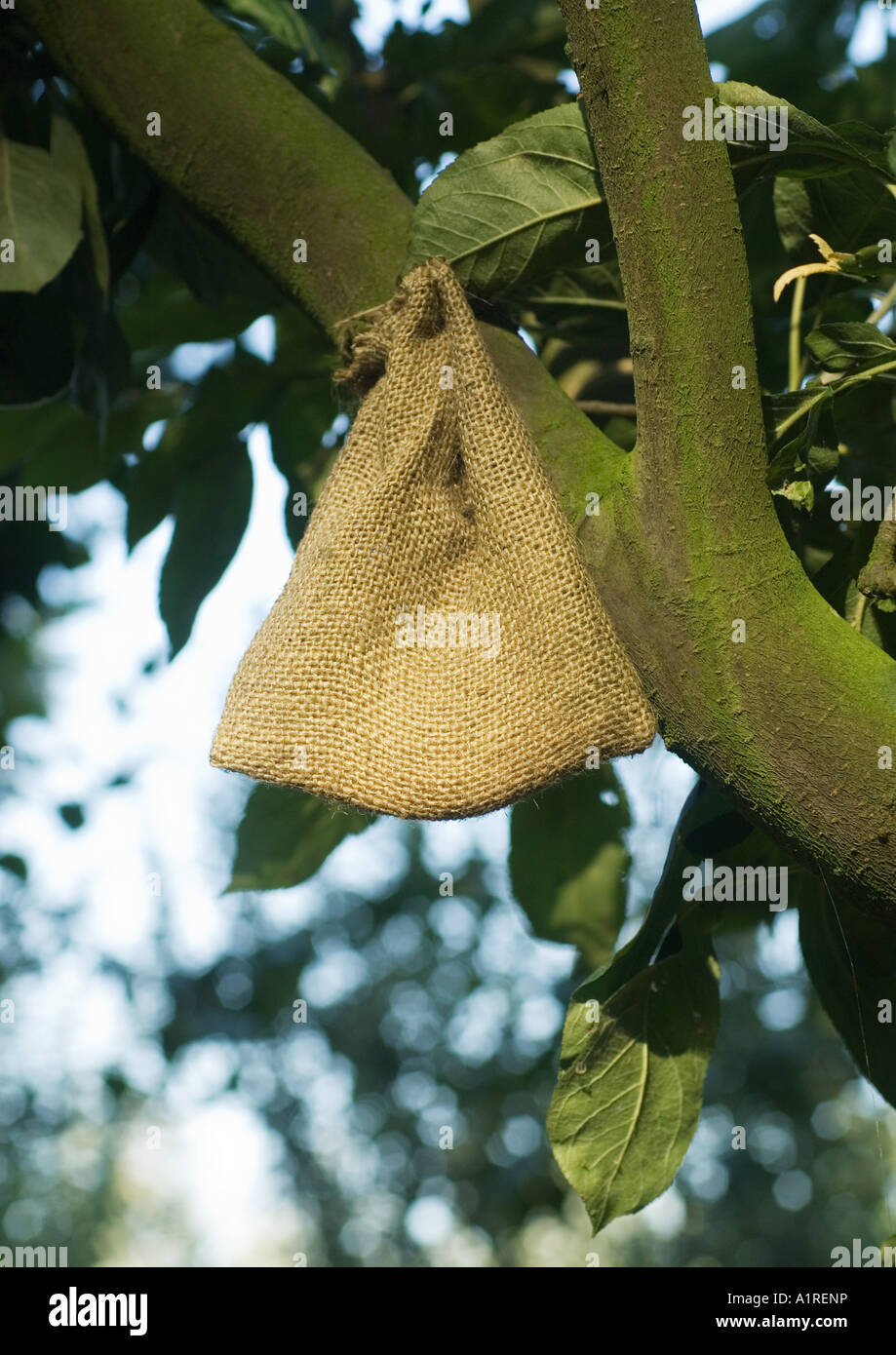 Bag hanging from tree hi-res stock photography and images - Alamy