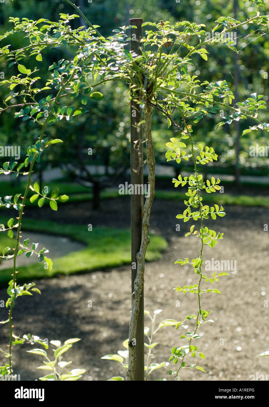Topiary rose supported by stake Stock Photo - Alamy