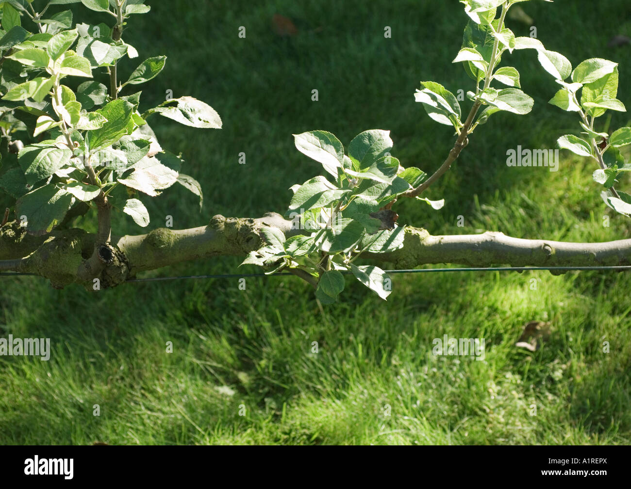 Branch growing horizontally along stake Stock Photo - Alamy