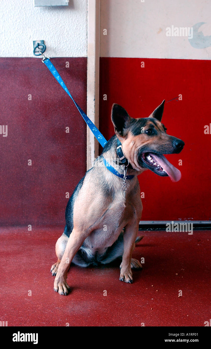 Canine arrival hi-res stock photography and images - Alamy