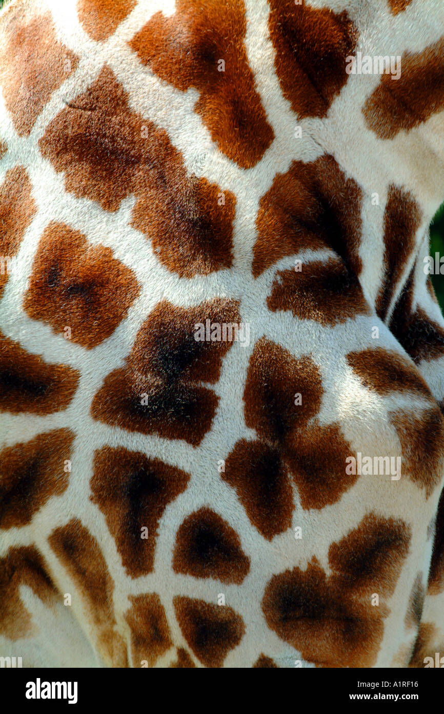 giraffe body shape Stock Photo - Alamy