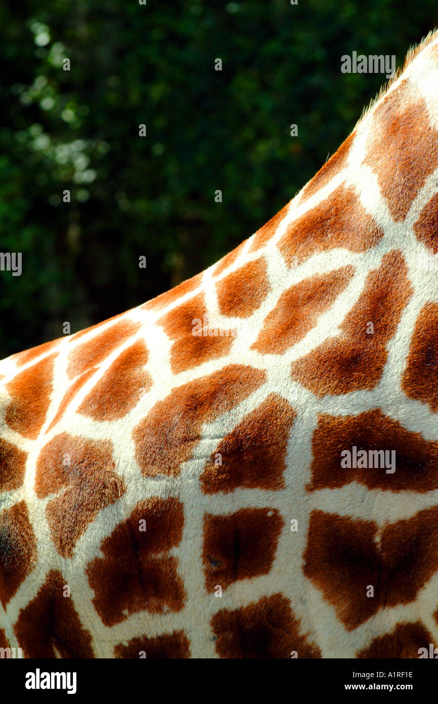 giraffe curve back spine shape Stock Photo - Alamy