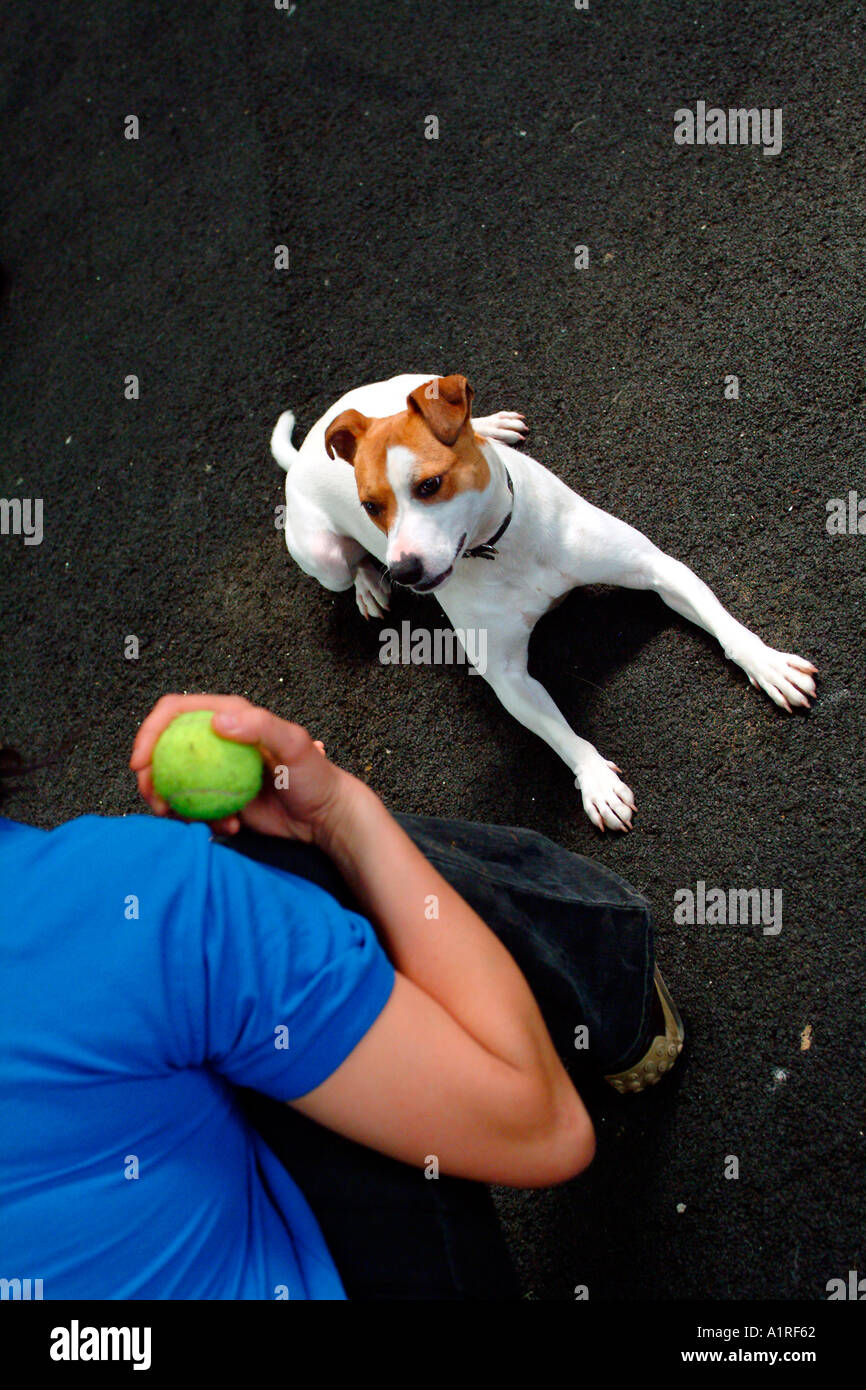 A dog is trained to fetch a ball Stock Photo - Alamy