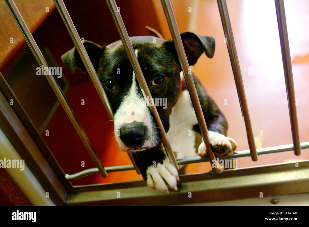 Battersea dogs home dog hi-res stock photography and images - Alamy