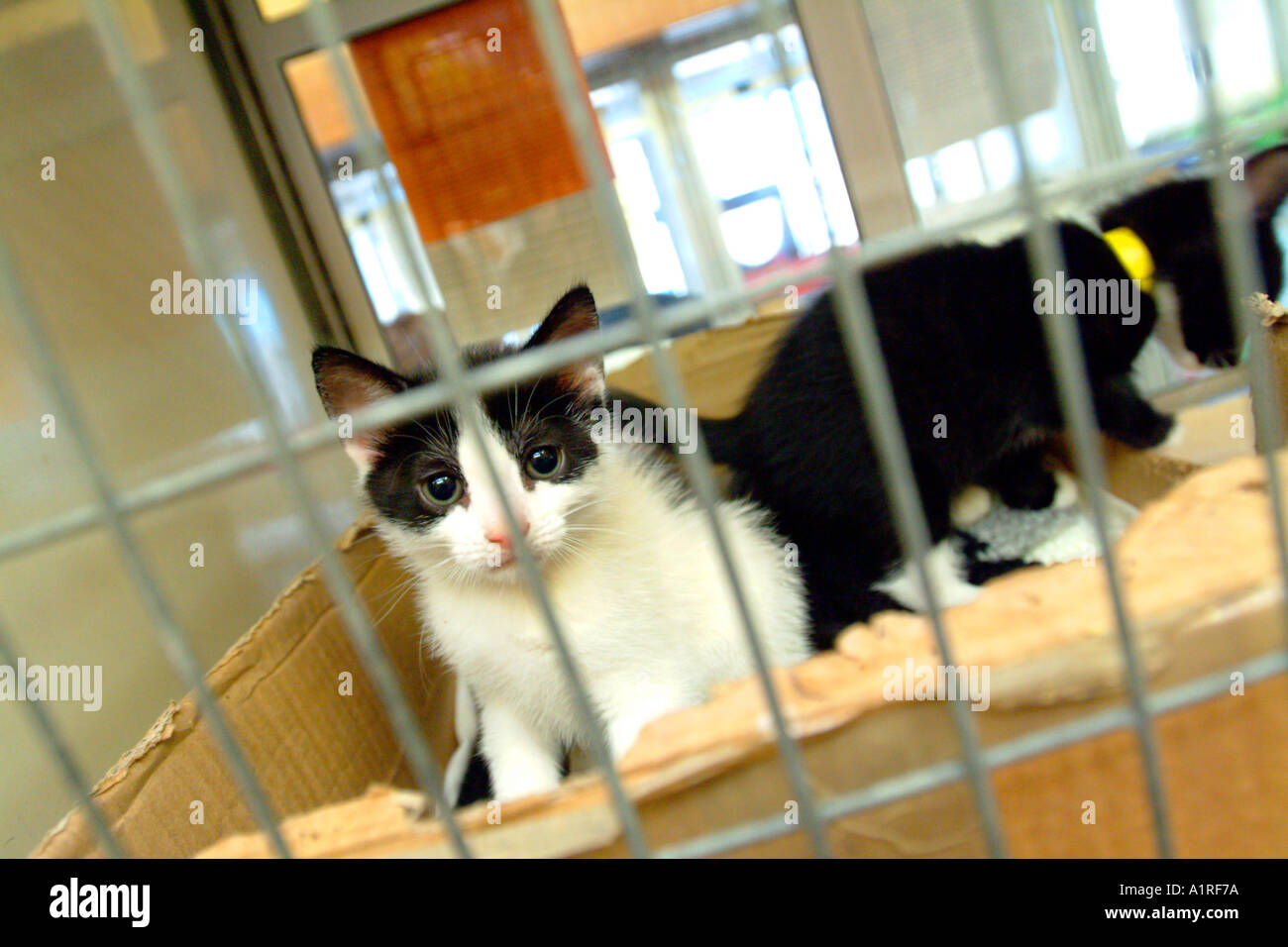 Battersea dog and cat home hi-res stock photography and images - Alamy