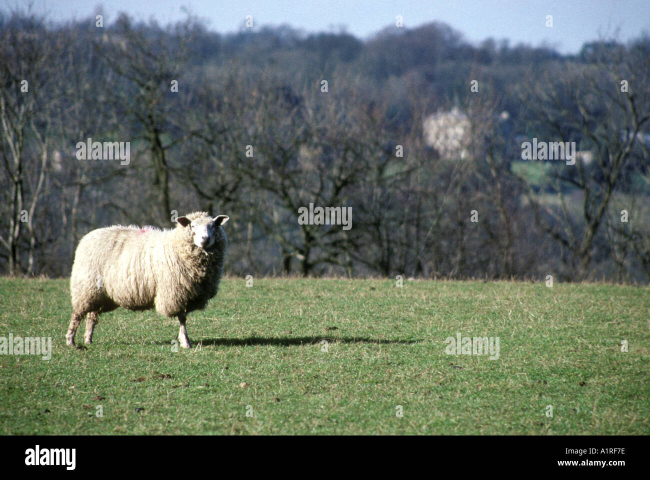 A sheep all alone in a field Stock Photo - Alamy