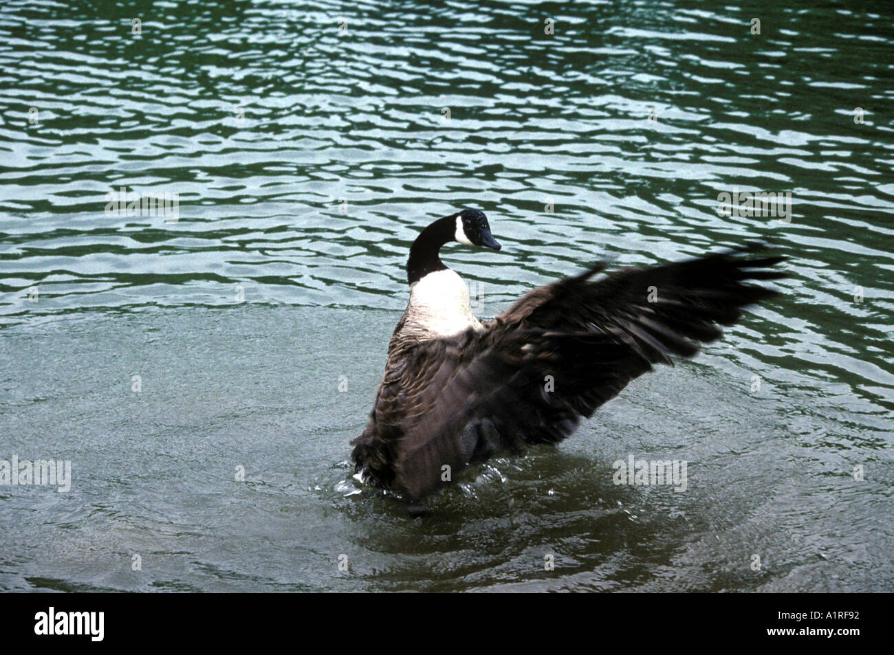 Canada Goose flapping its wings Stock Photo - Alamy
