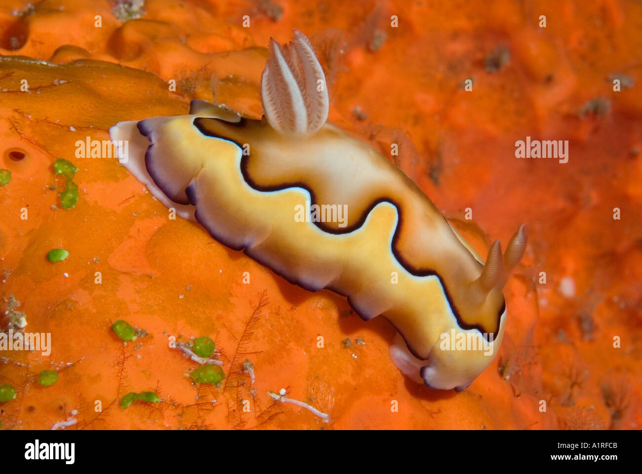 Risbec hi-res stock photography and images - Alamy