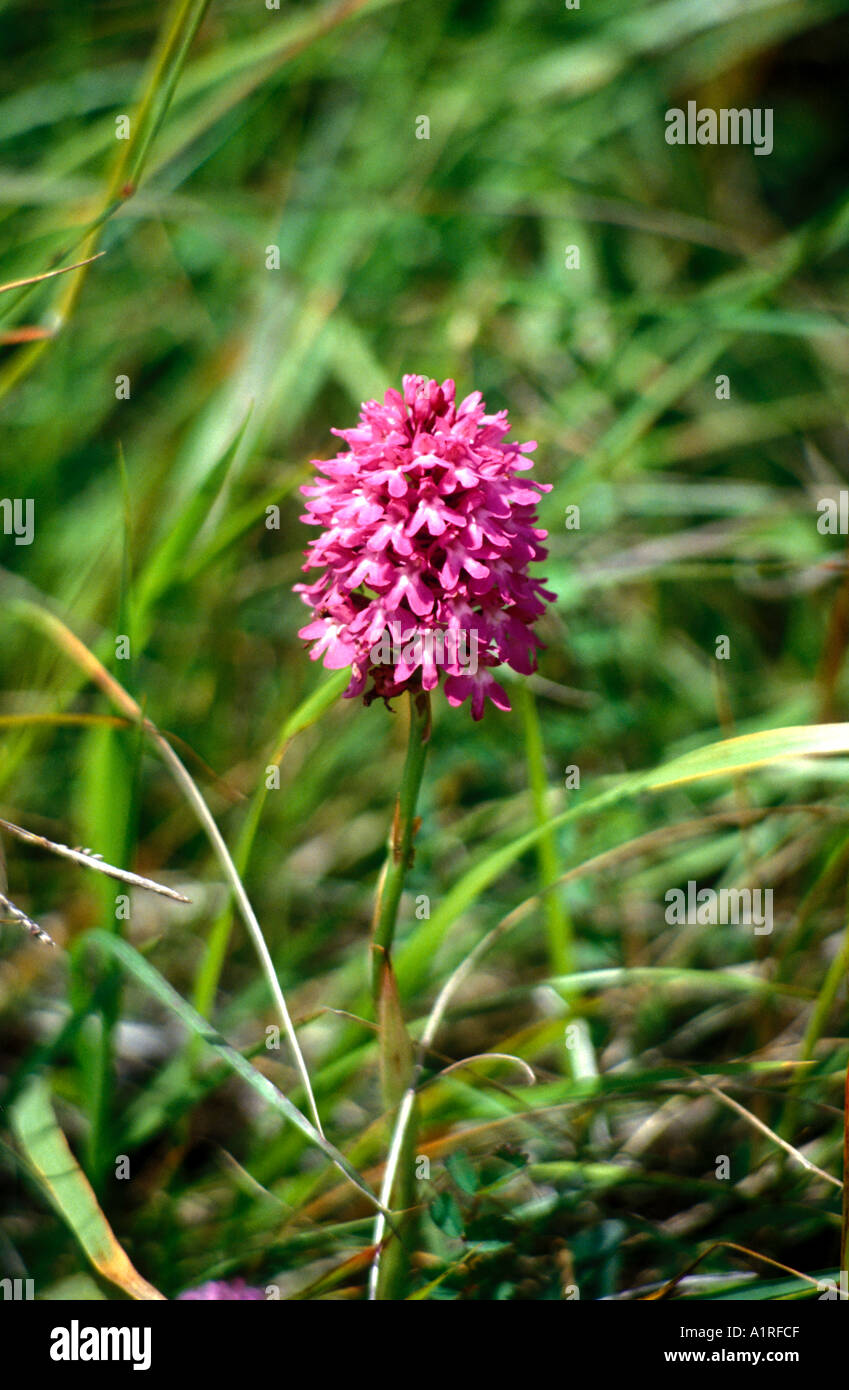 Close up pictures of natural orchids hi-res stock photography and ...