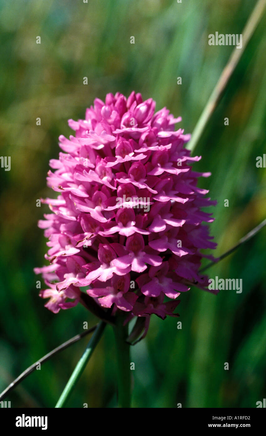 Close up pictures of natural orchids hi-res stock photography and ...