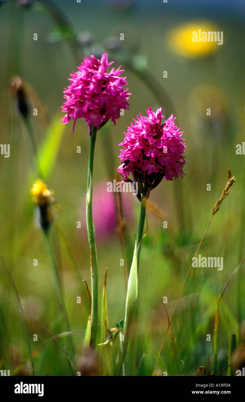 Close up pictures of natural orchids hi-res stock photography and ...