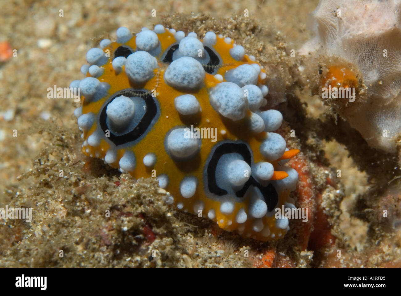 Sea slug nudibranch phyllidia ocellata hi-res stock photography and ...