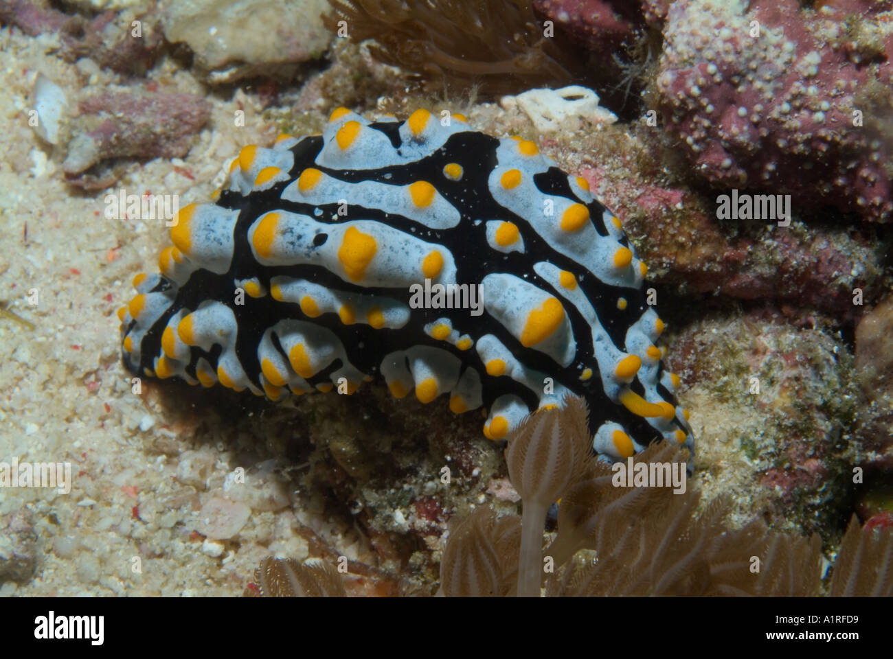 Phyllidia varicosa lamarck hi-res stock photography and images - Alamy
